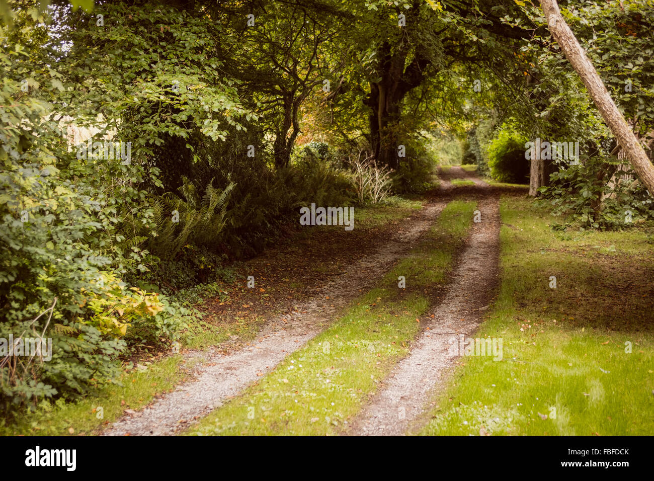 Beautiful path with trees Stock Photo - Alamy