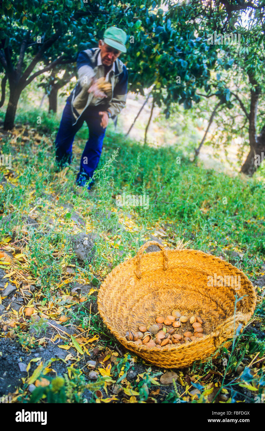 Man collecting almonds, Ohanes.Alpujarras, Almeria province, Andalucia ...