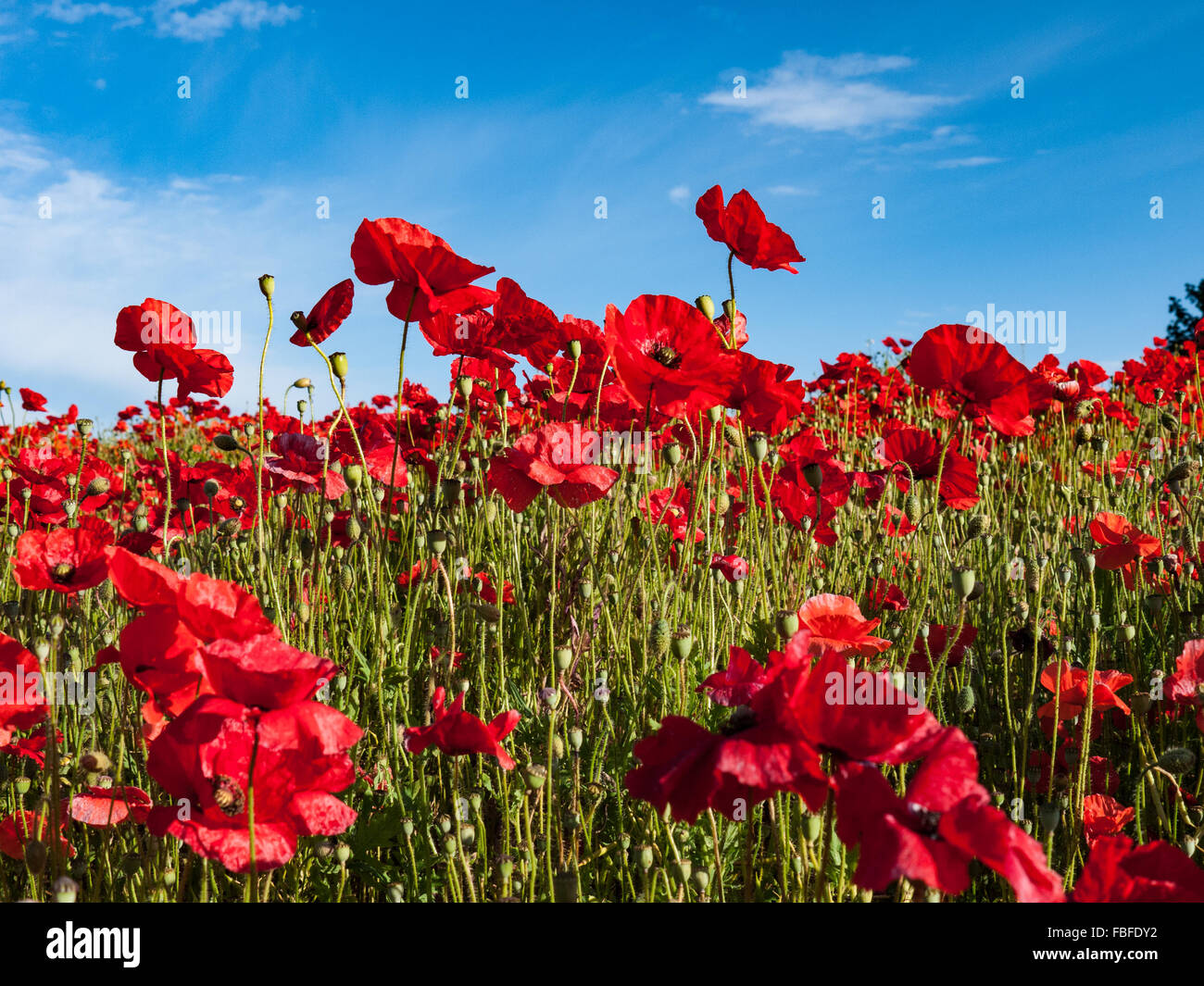 Field of Poppies, England, UK Stock Photo - Alamy