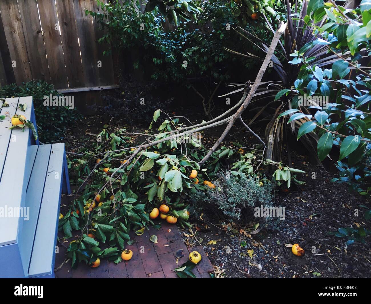 Broken branch fruit hi-res stock photography and images - Alamy