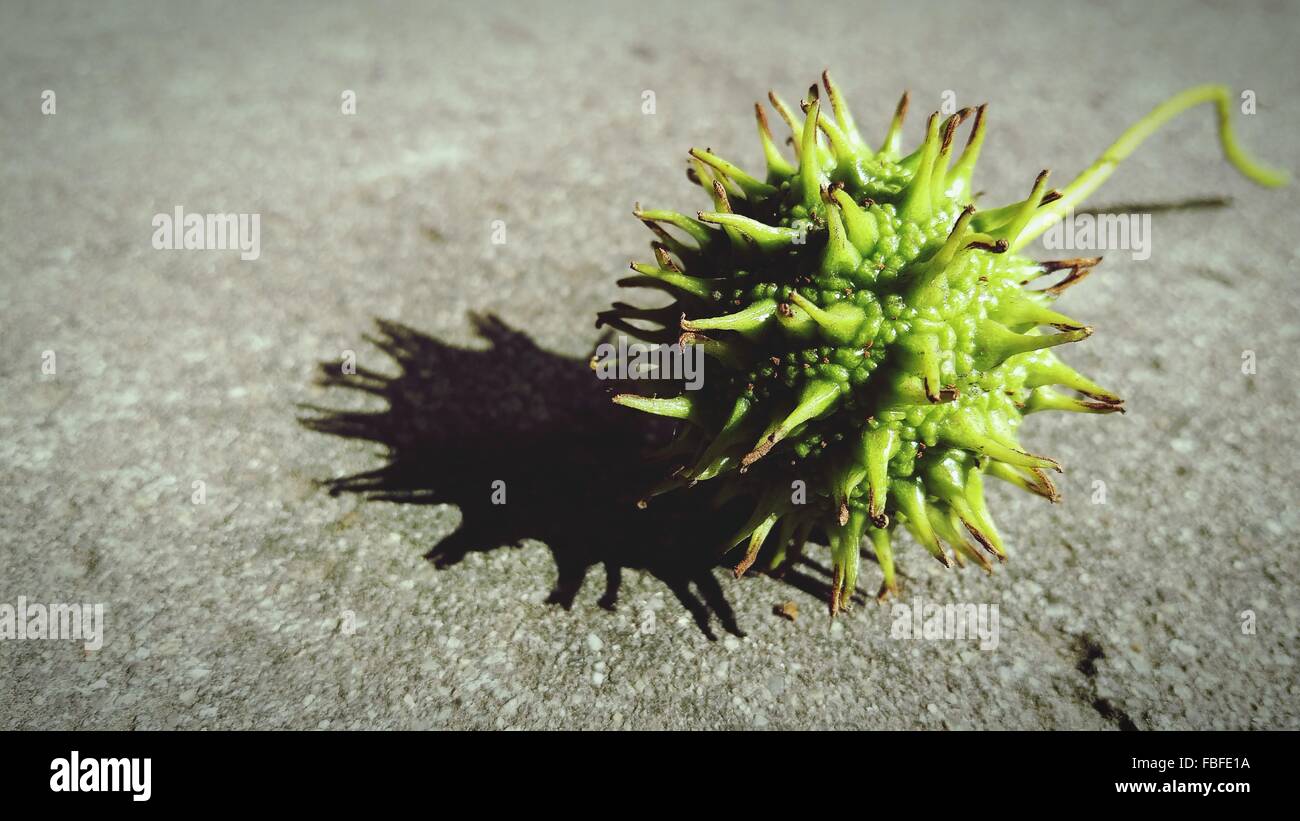Spiky fruit hi-res stock photography and images - Alamy