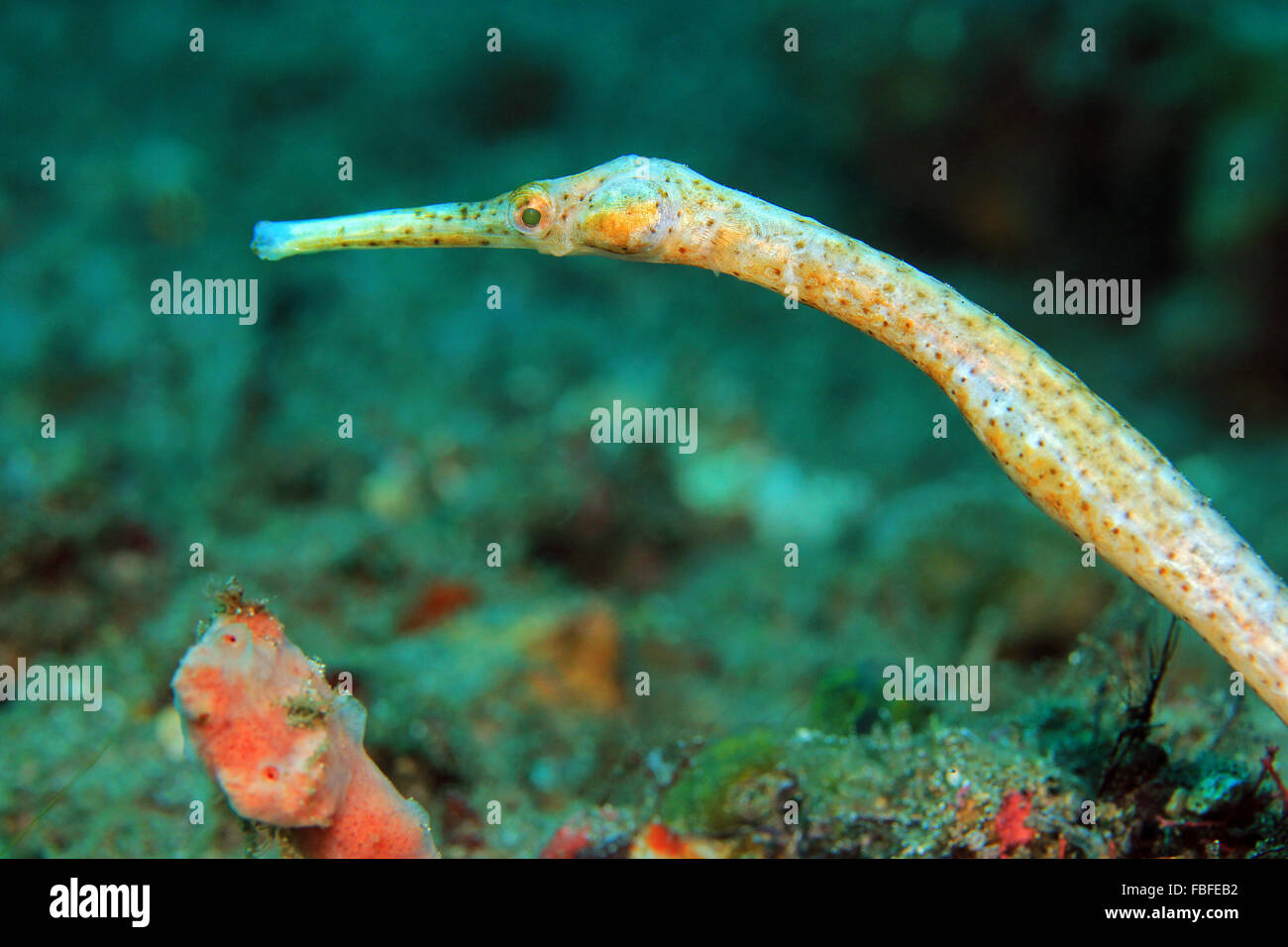Reef pipefish hi-res stock photography and images - Alamy