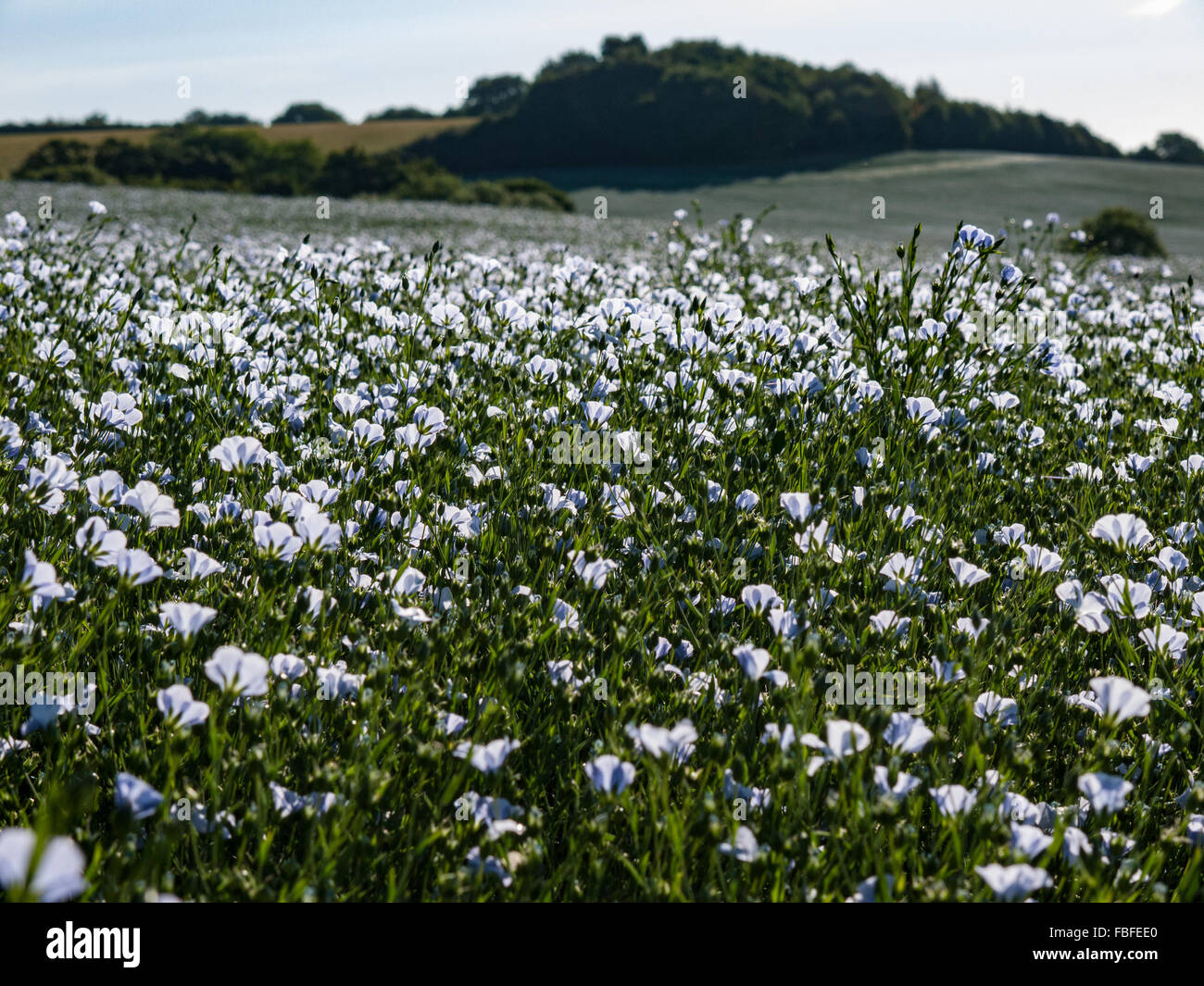 Flax (Linum usitatissimum) Linseed. growing in a field. England, UK ...