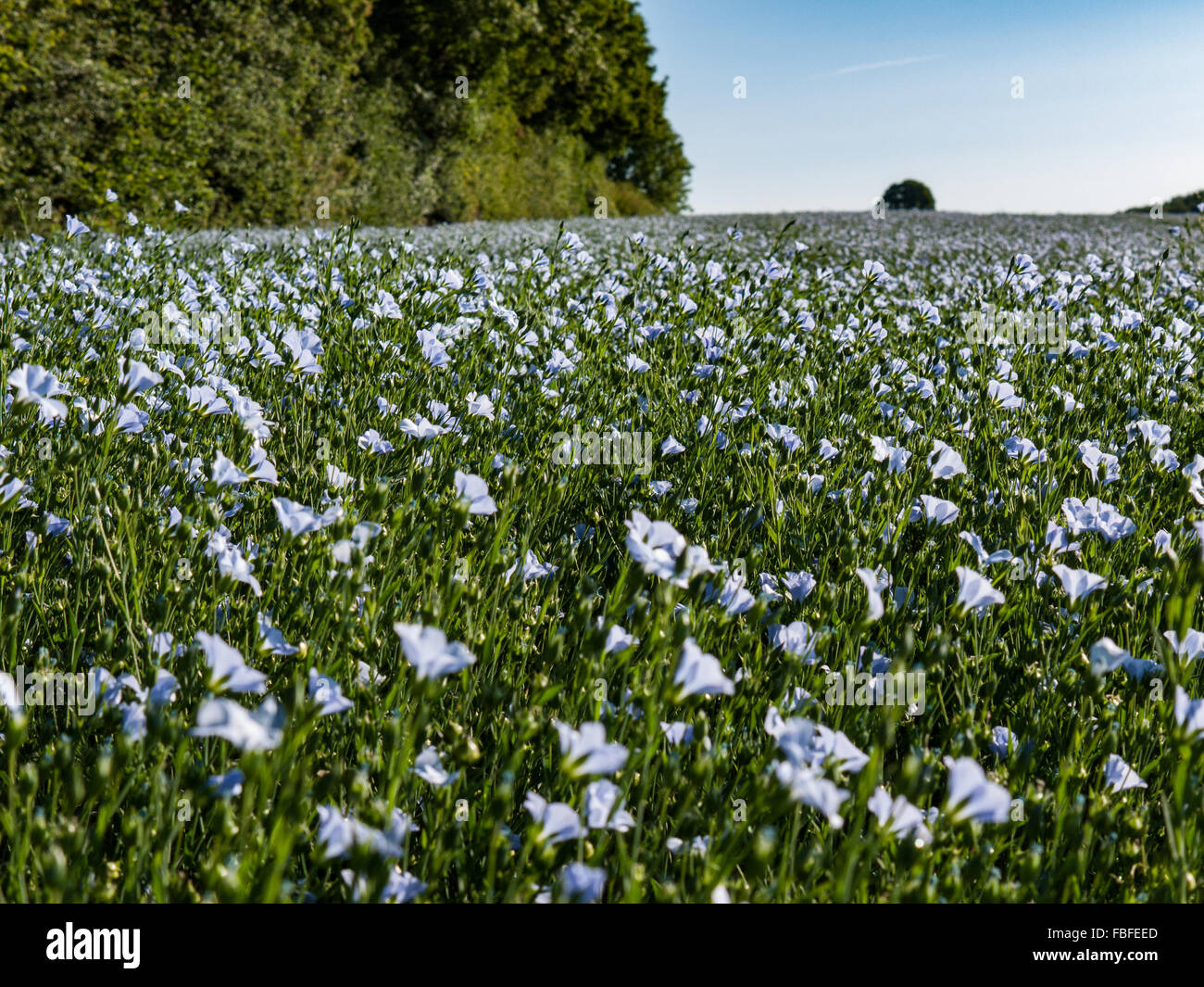 Flax (Linum usitatissimum) Linseed. growing in a field. England, UK ...