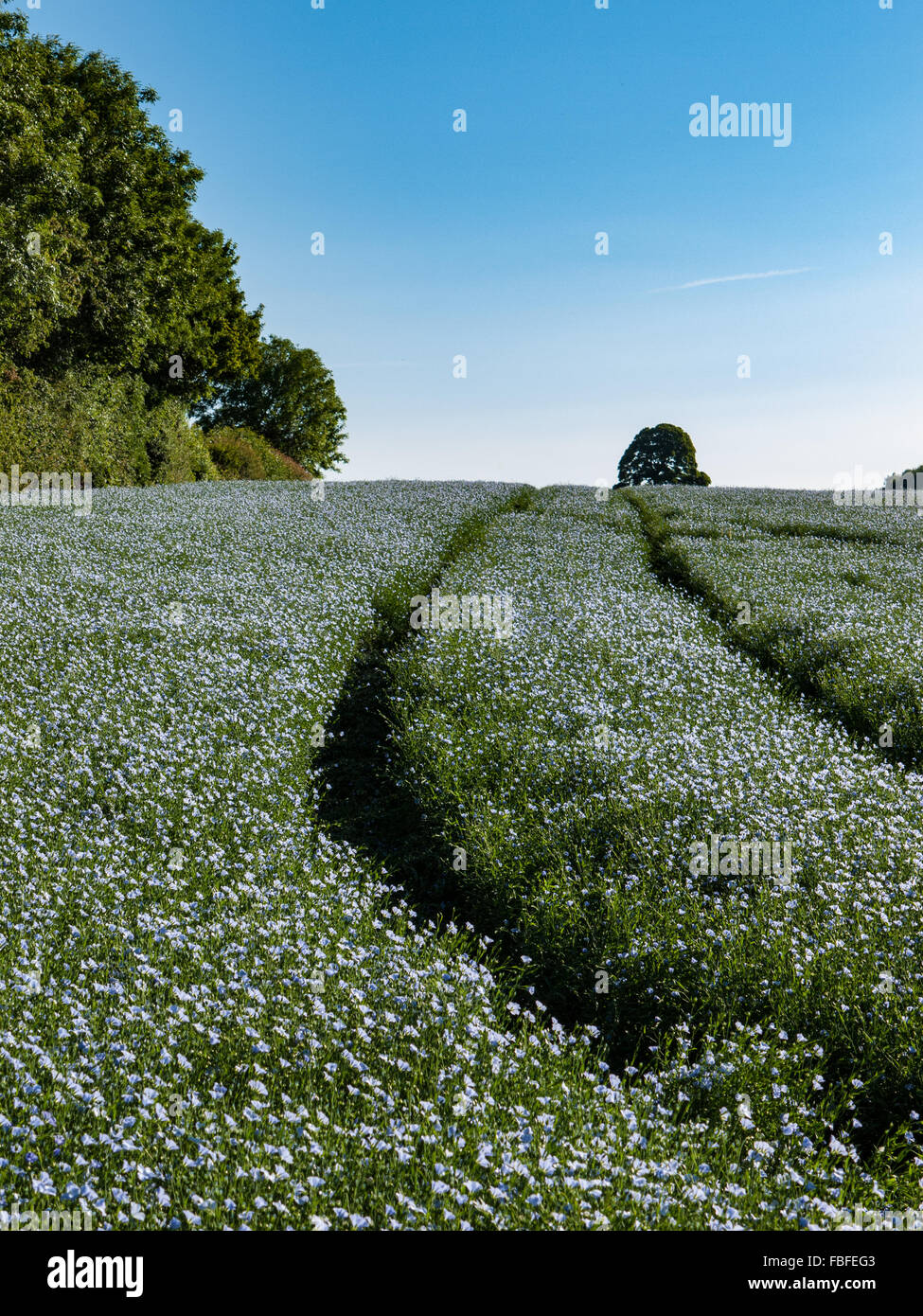 Flax (Linum usitatissimum) Linseed. growing in a field. England, UK ...
