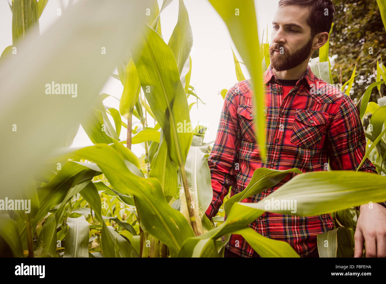 Man looking at corn Stock Photo - Alamy
