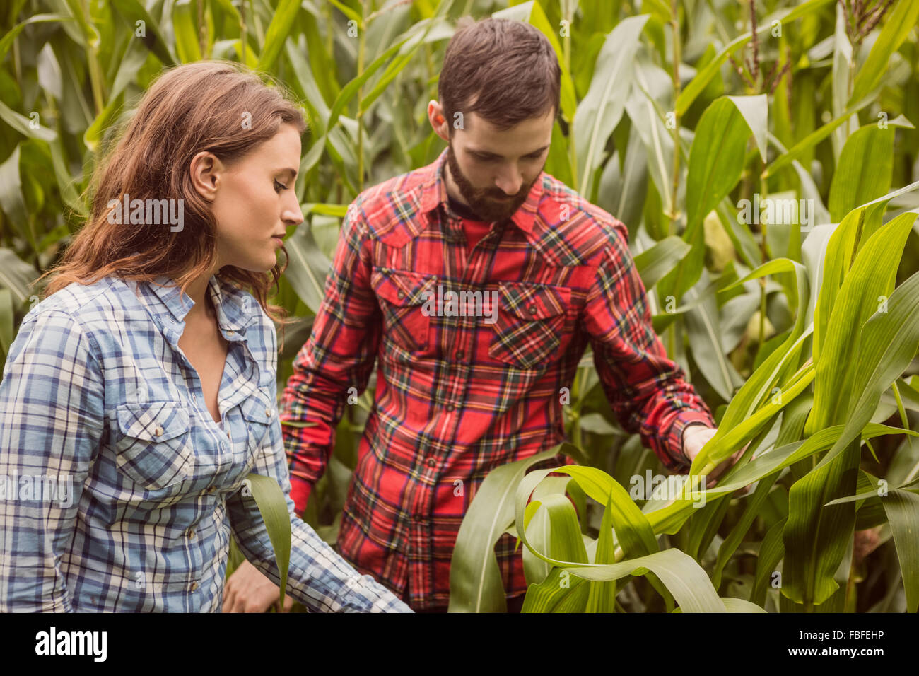 Couple in corn field hi-res stock photography and images - Alamy
