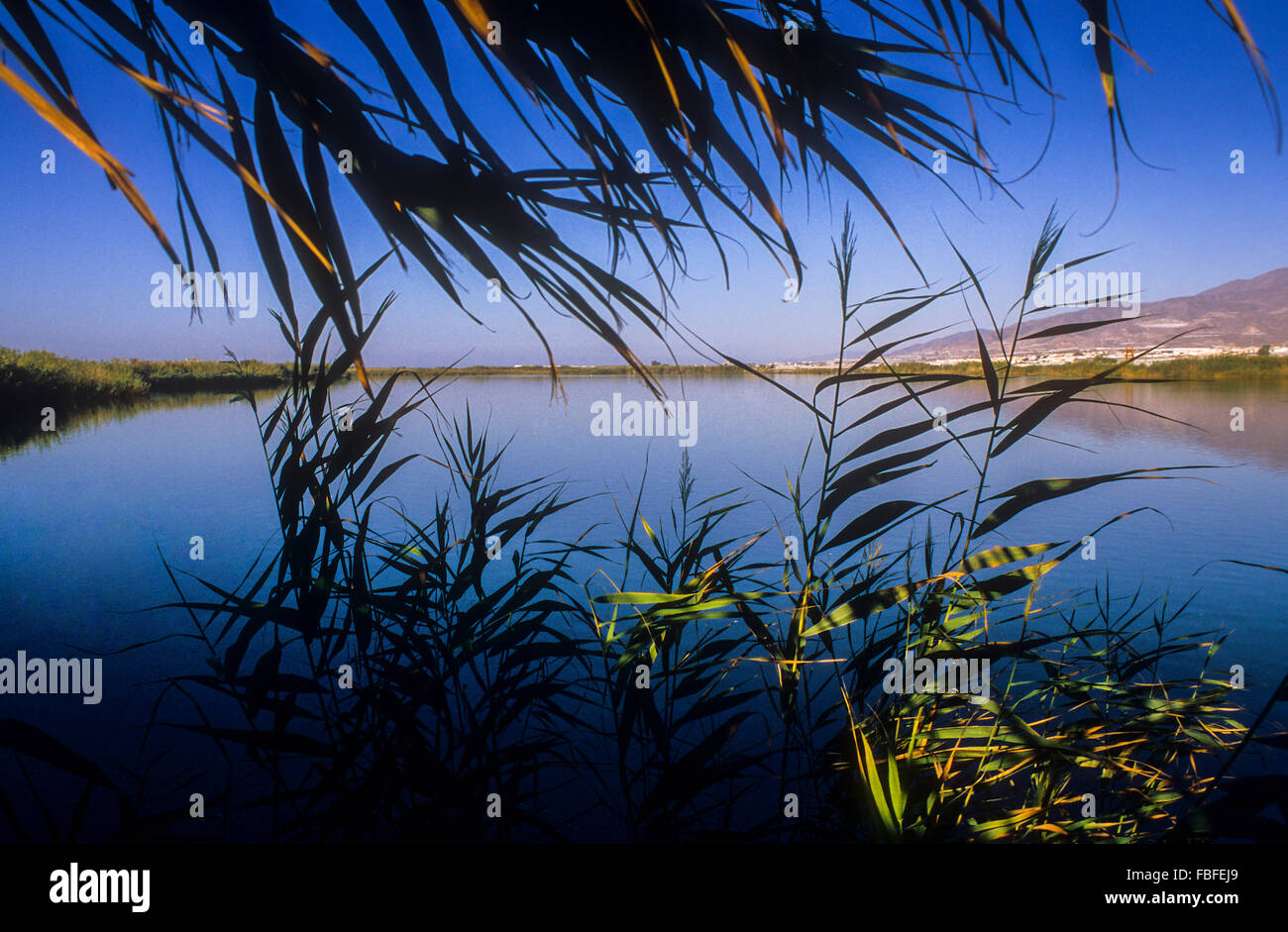 Albufera de Adra, Adra. Almeria province, Andalucia, Spain Stock Photo ...