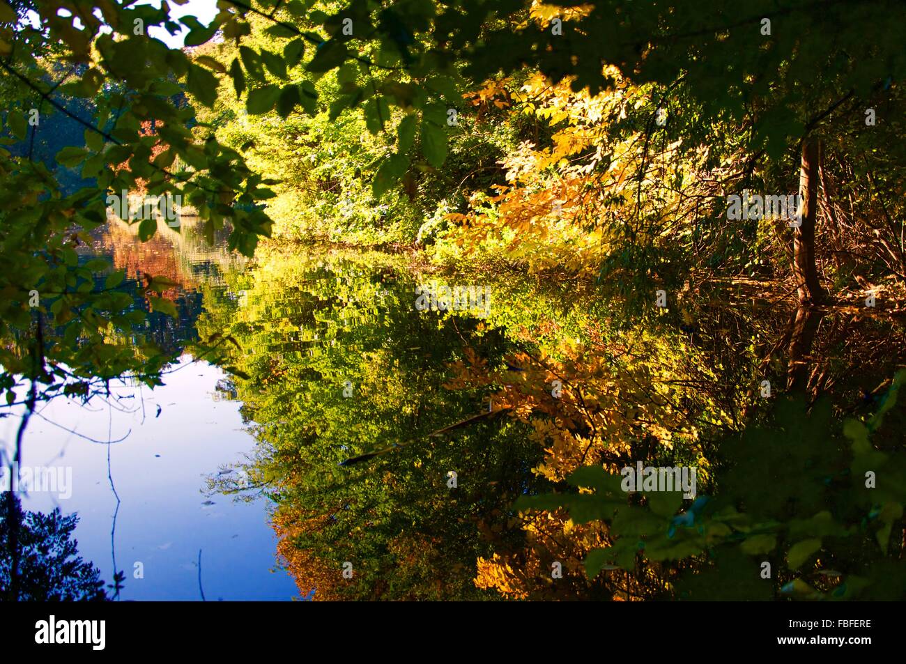 Trees reflecting in lake hi-res stock photography and images - Alamy