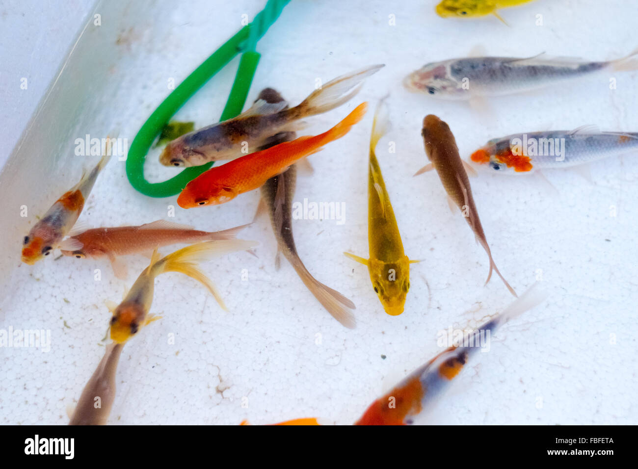 High Angle View Of Fish Swimming In Pond Stock Photo - Alamy