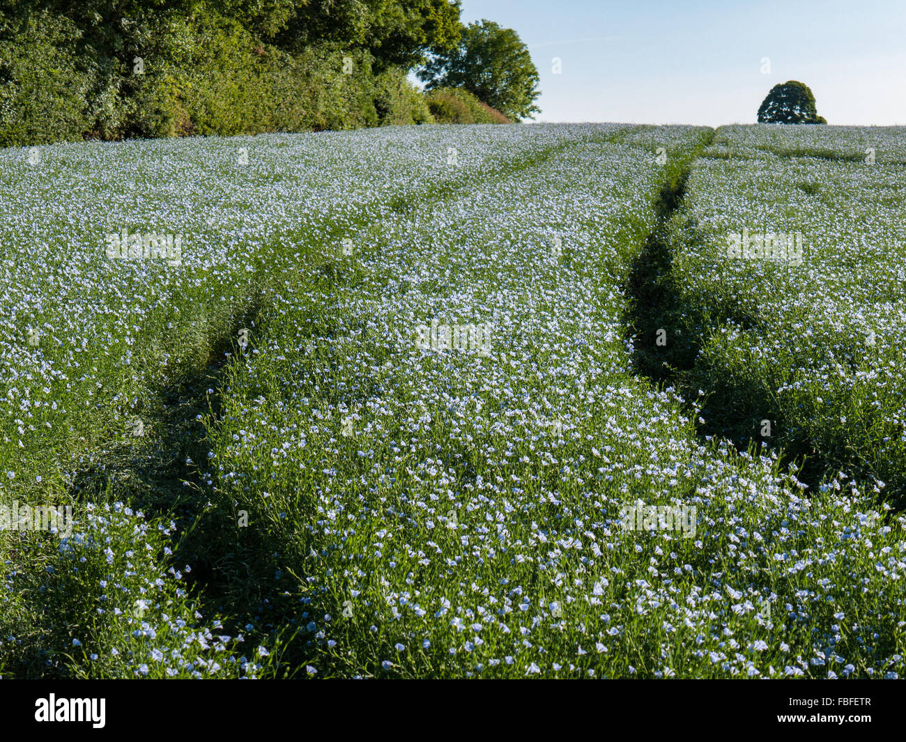Flax (Linum usitatissimum) Linseed. growing in a field. England, UK ...