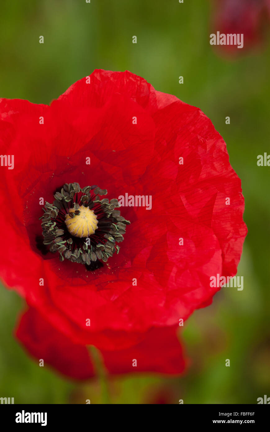 A single red Poppy flower against a softly focused background, England ...
