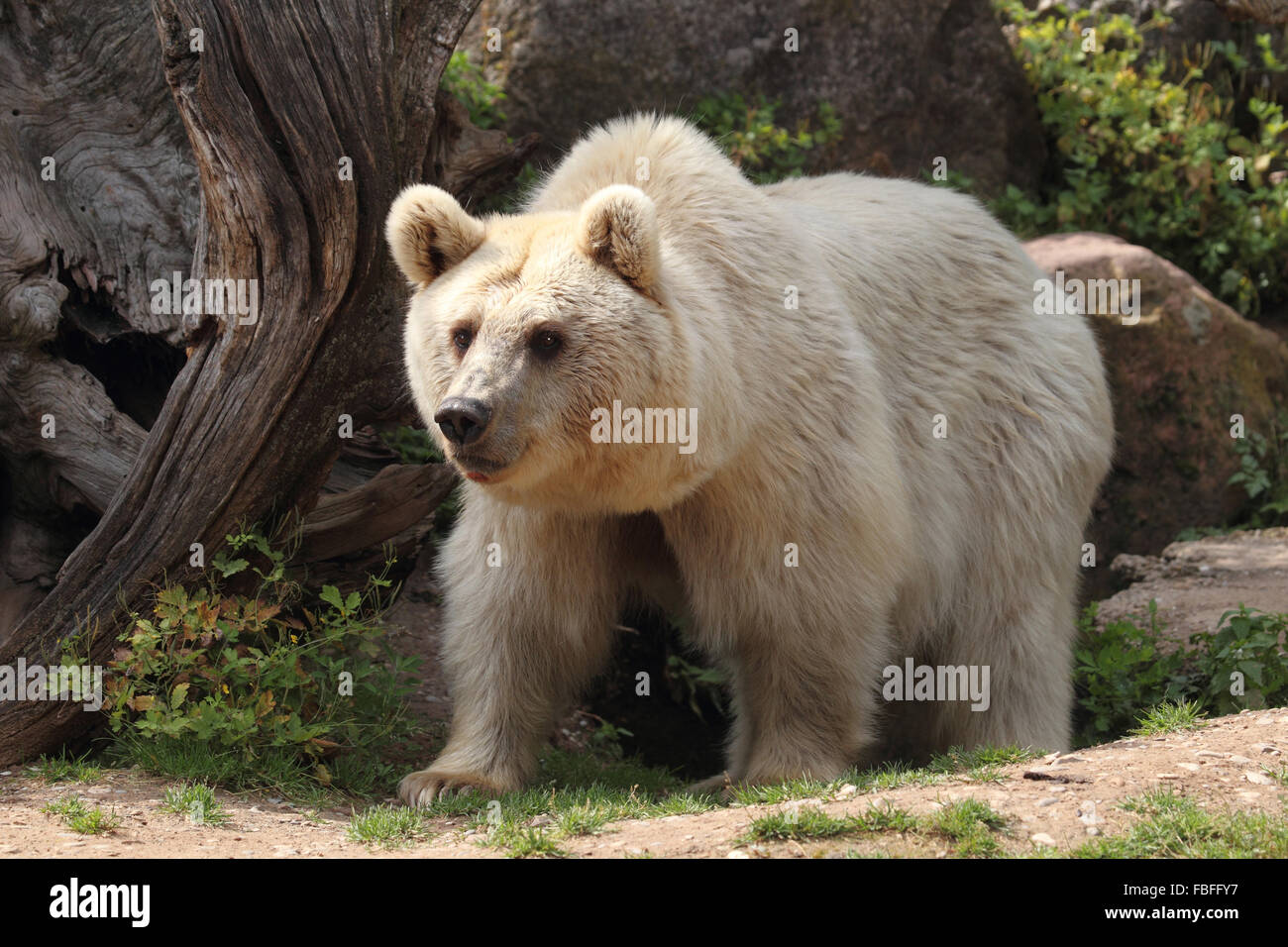 Syrian brown bear Stock Photo - Alamy