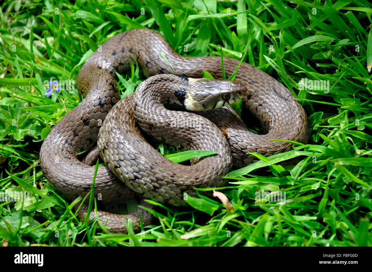Grass snake curled up in the grass UK Stock Photo - Alamy