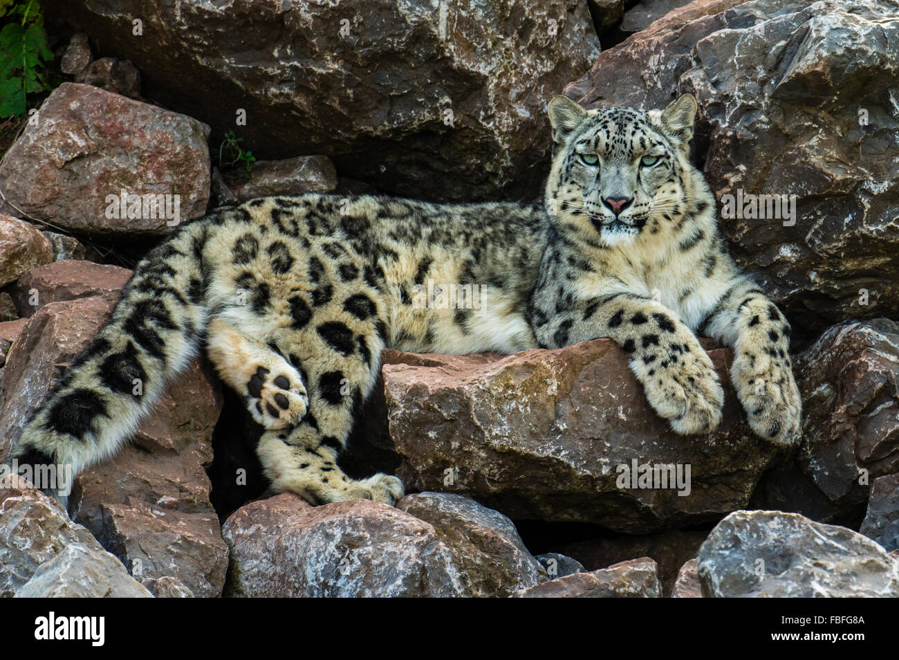 Snow Leopard (Uncia uncia Stock Photo - Alamy