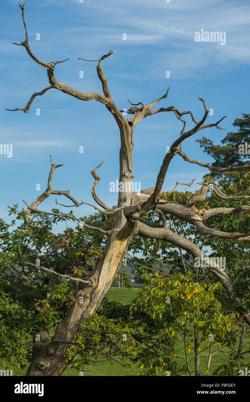 Weird twisted trees hi-res stock photography and images - Alamy