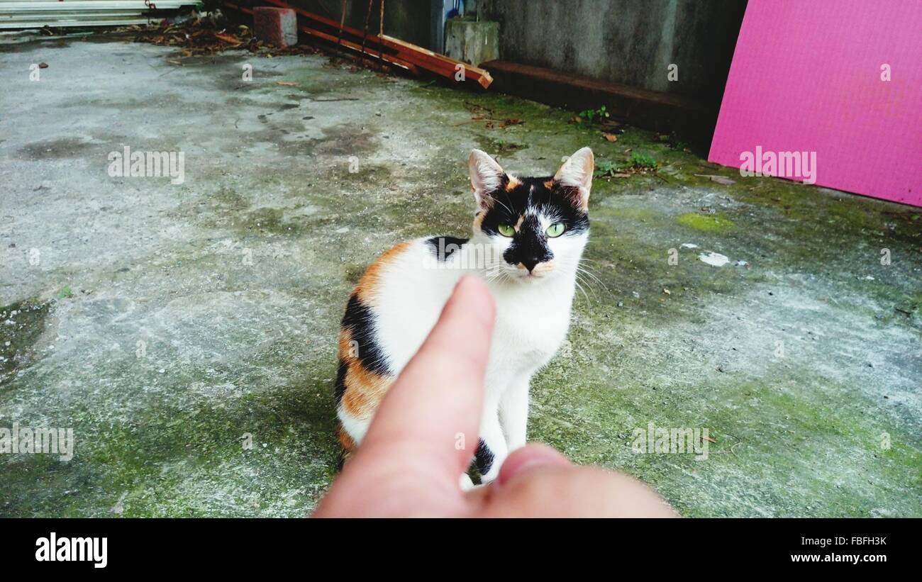 Cropped Image Of Hand Pointing Towards Cat Stock Photo - Alamy