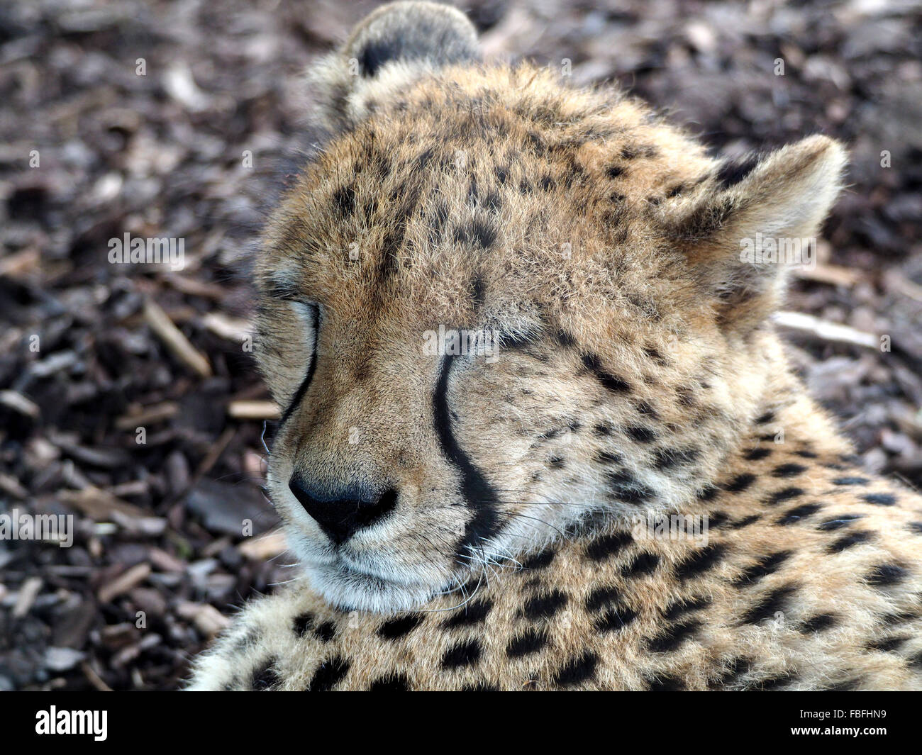 Leopard markings hi-res stock photography and images - Alamy