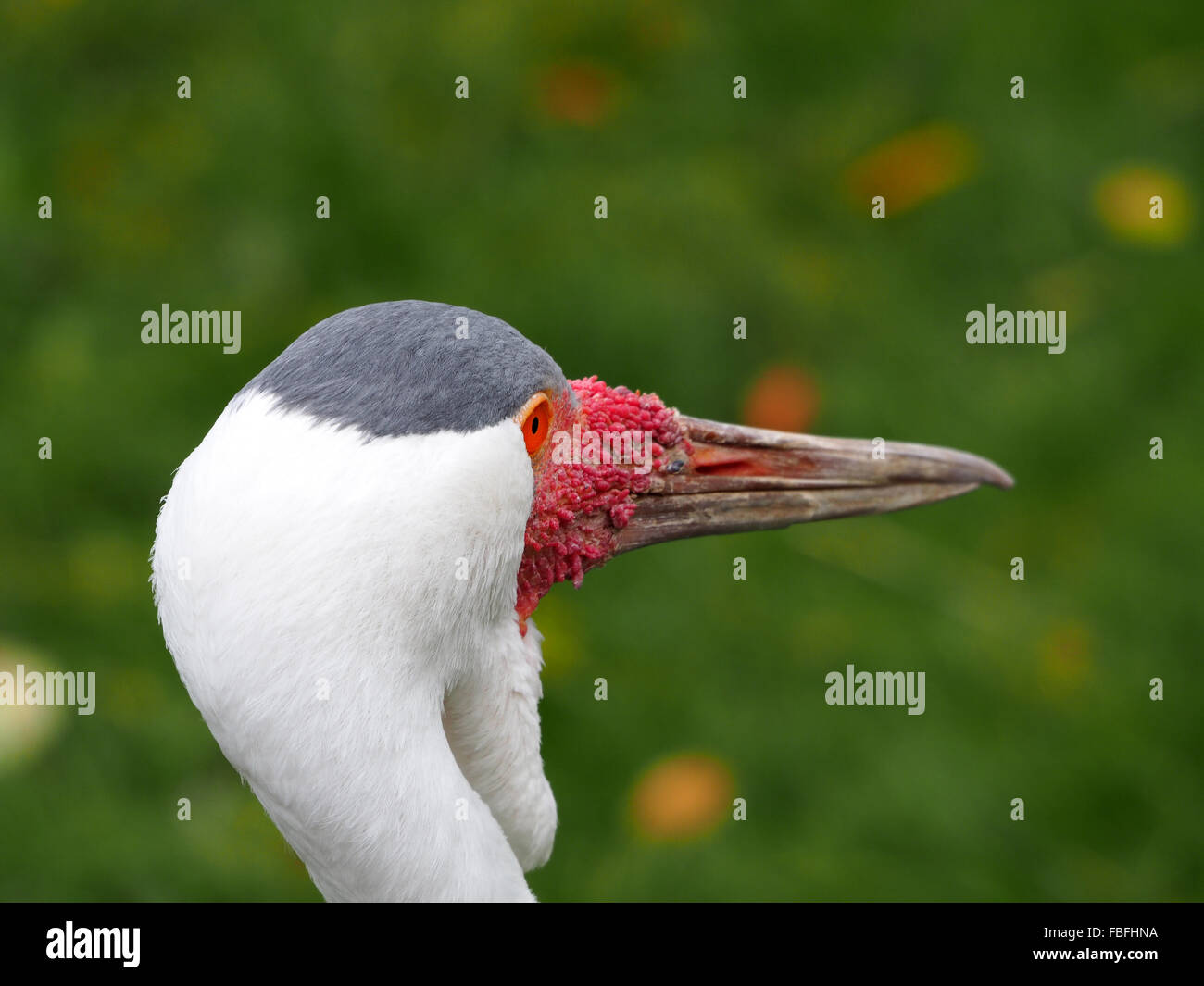 Wattled Crane High Resolution Stock Photography and Images - Alamy