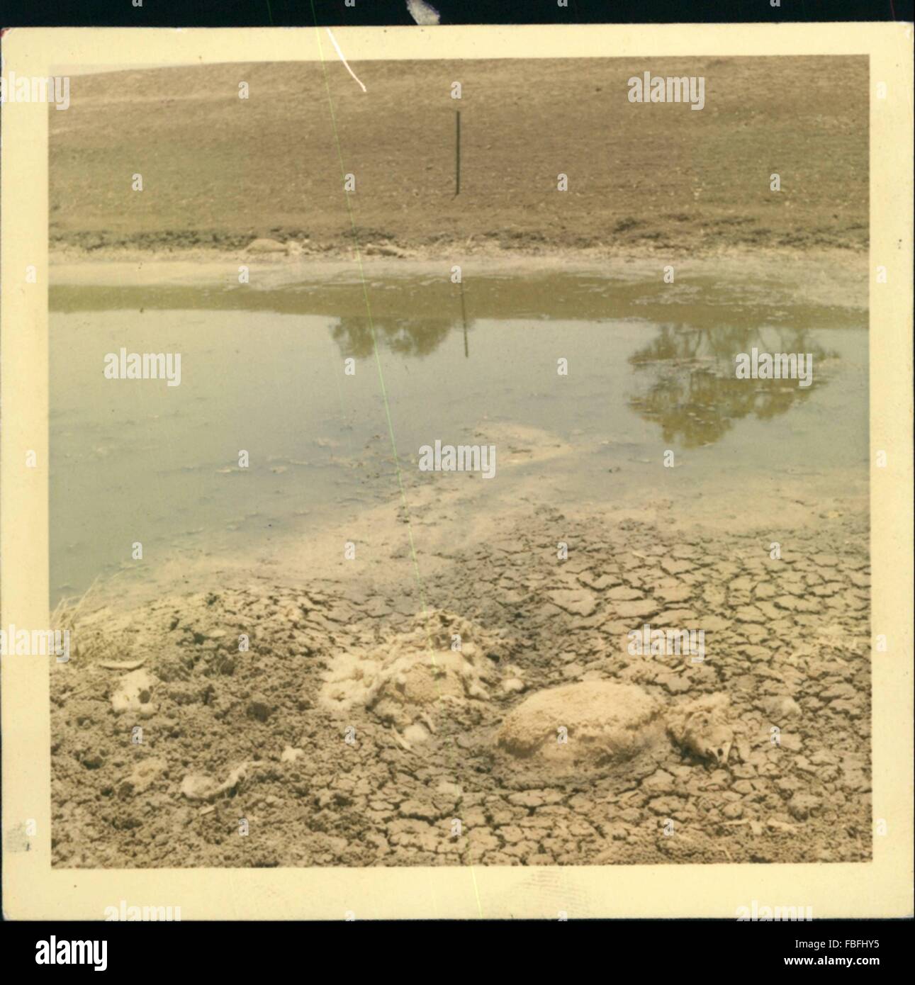 1985 - water contamination poison Dead sheep rot beside a near dry ...