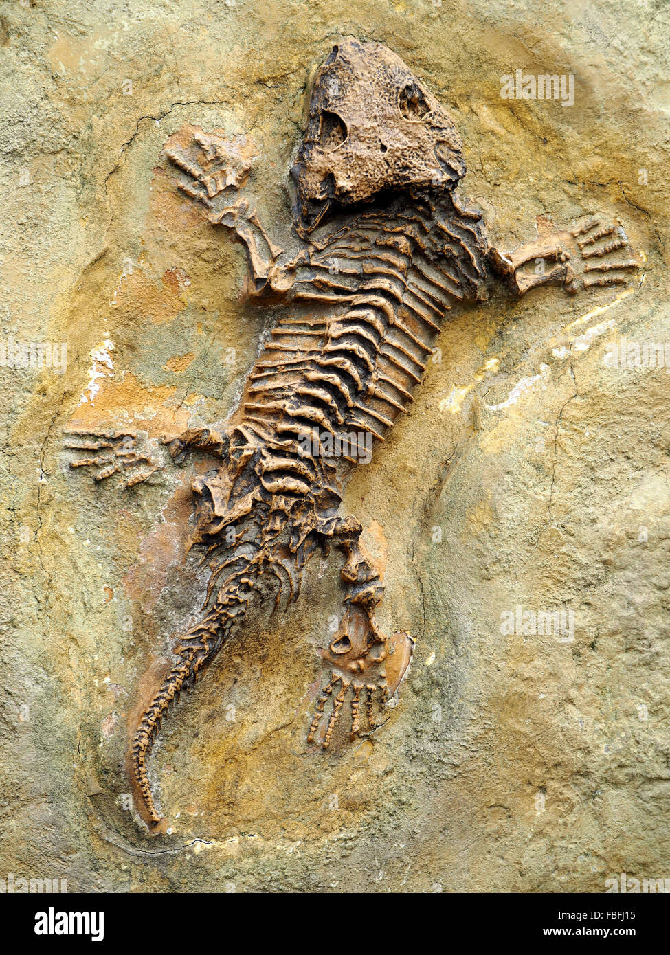 Archaeology animal hi-res stock photography and images - Alamy