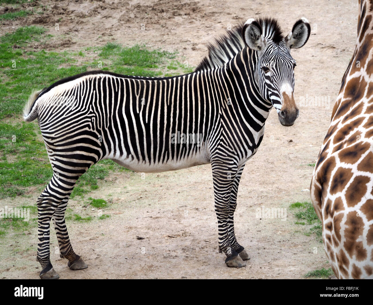Zebra markings hi-res stock photography and images - Alamy