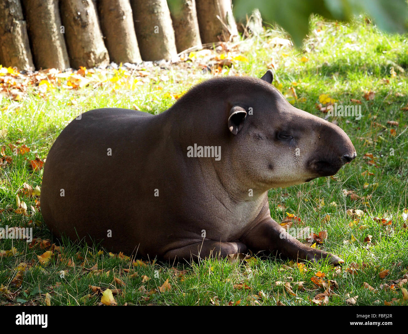 Tapir Animal High Resolution Stock Photography and Images - Alamy