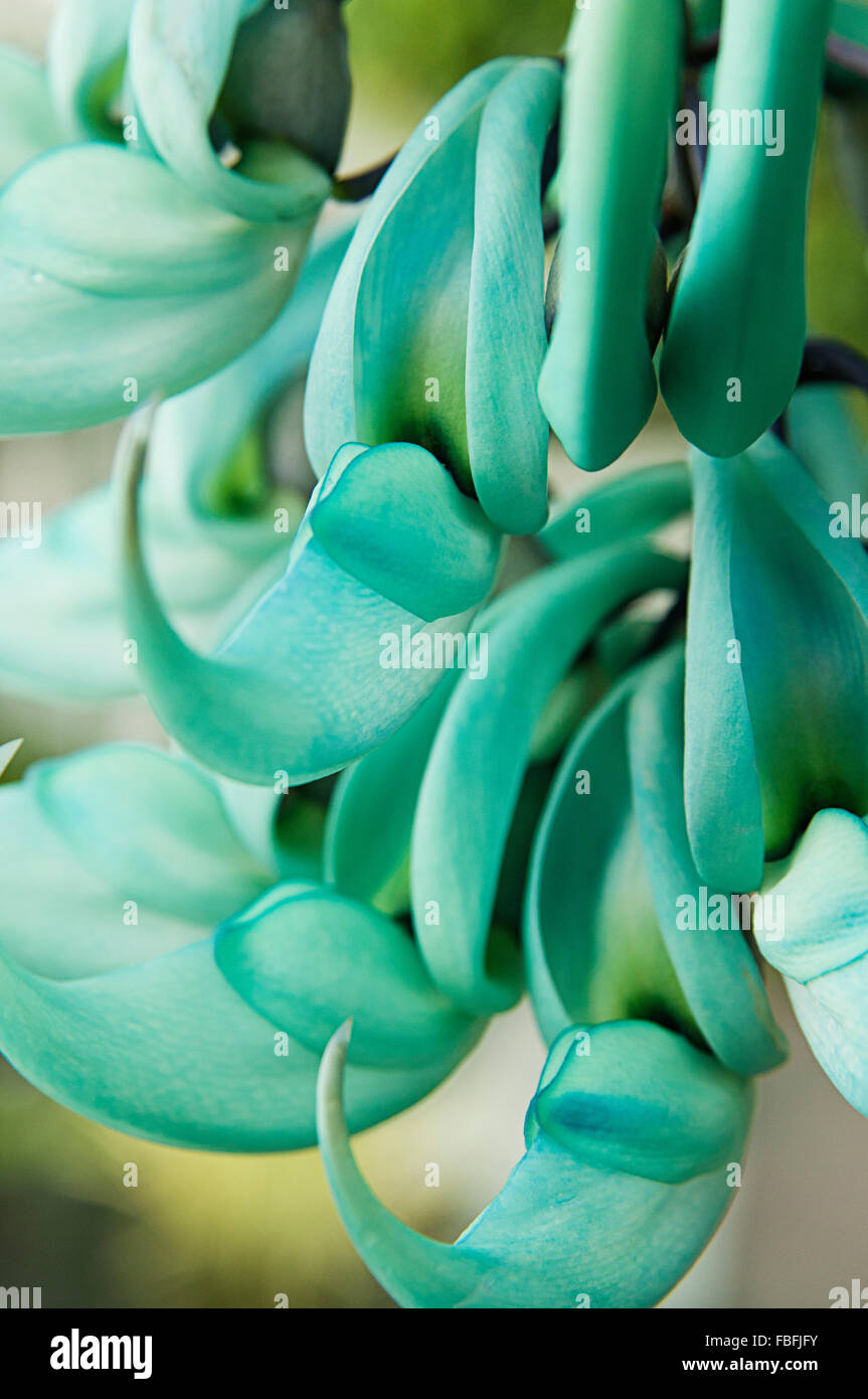 Tayabak hi-res stock photography and images - Alamy