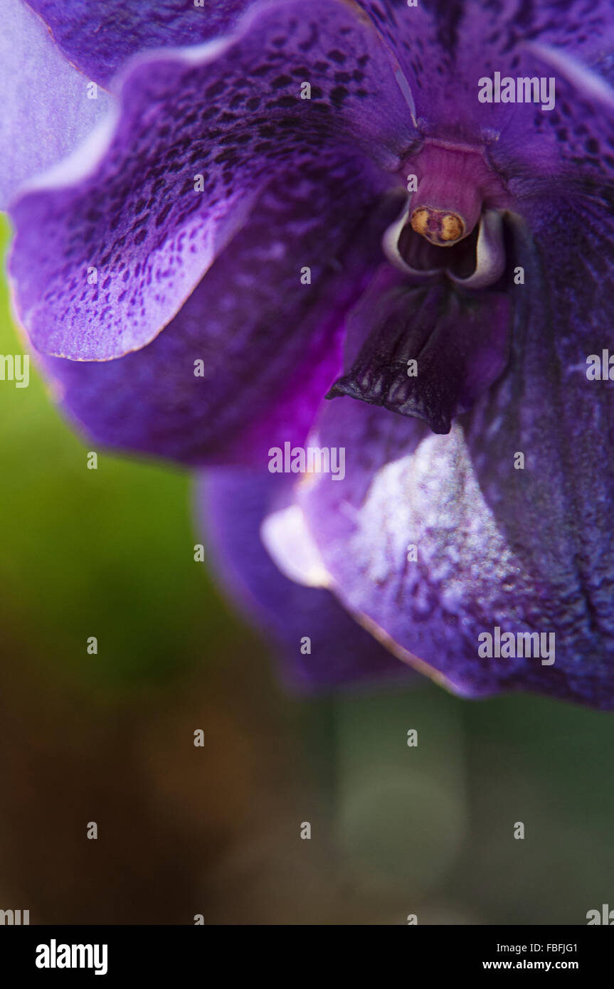 A close-up photograph of an orchid at the New York botanical gardens ...