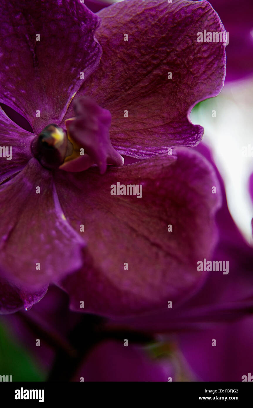 Orchid texture hi-res stock photography and images - Alamy