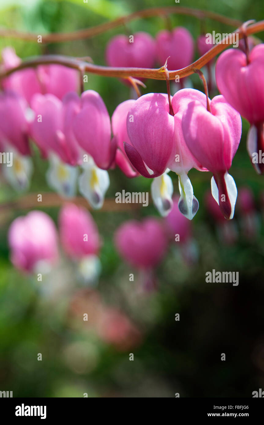 Bleeding Heart flower Stock Photo - Alamy