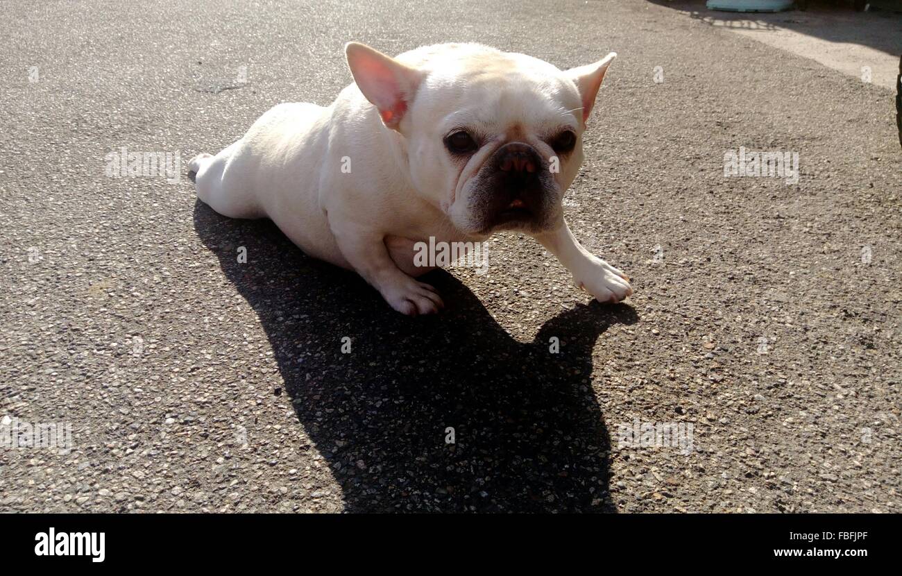 High Angle Portrait Of French Bulldog Lying On Street Stock Photo - Alamy