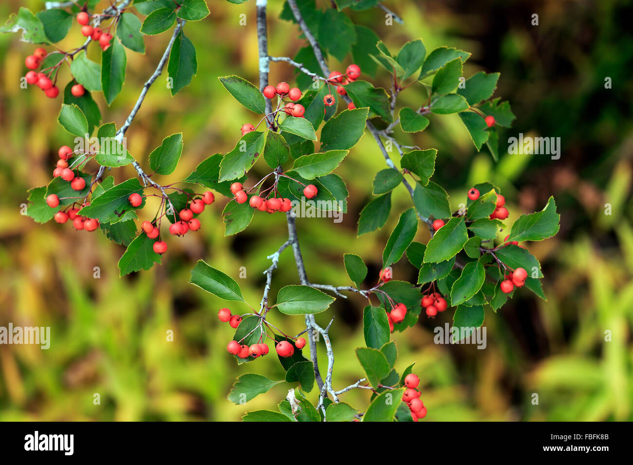 Berries bush hi-res stock photography and images - Alamy