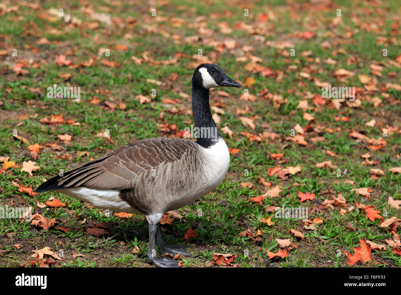 Canadian goose hi-res stock photography and images - Alamy