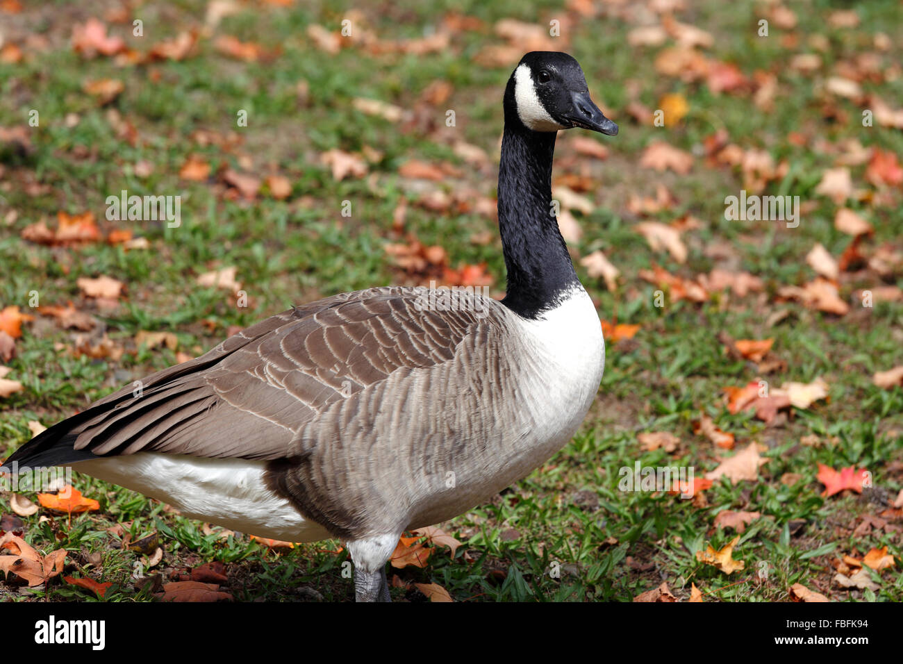 Canadian goose hi-res stock photography and images - Alamy