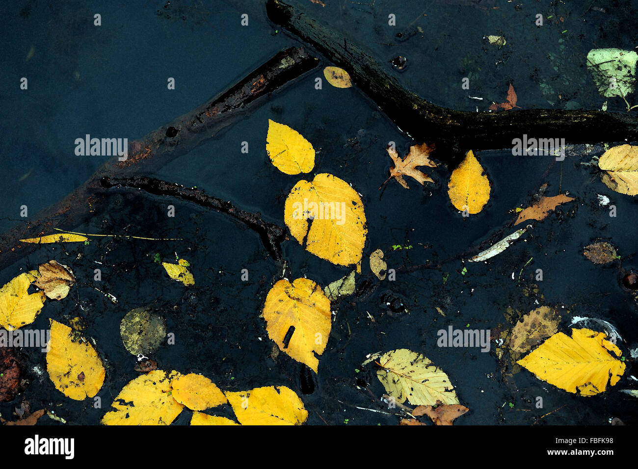 Floating leaves hi-res stock photography and images - Alamy