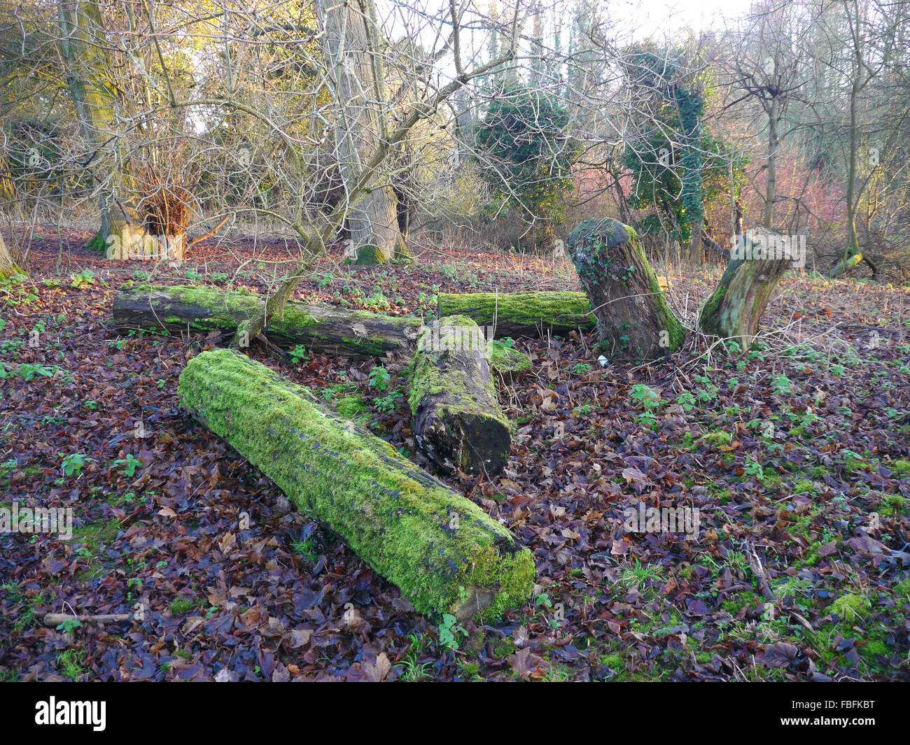Moss covered Logs on Norton Common Stock Photo - Alamy