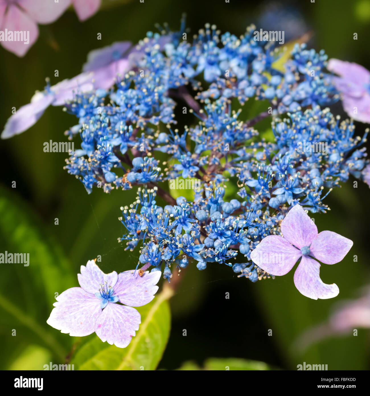 Bee on a Blue Lacecap Hydrangea Stock Photo - Alamy