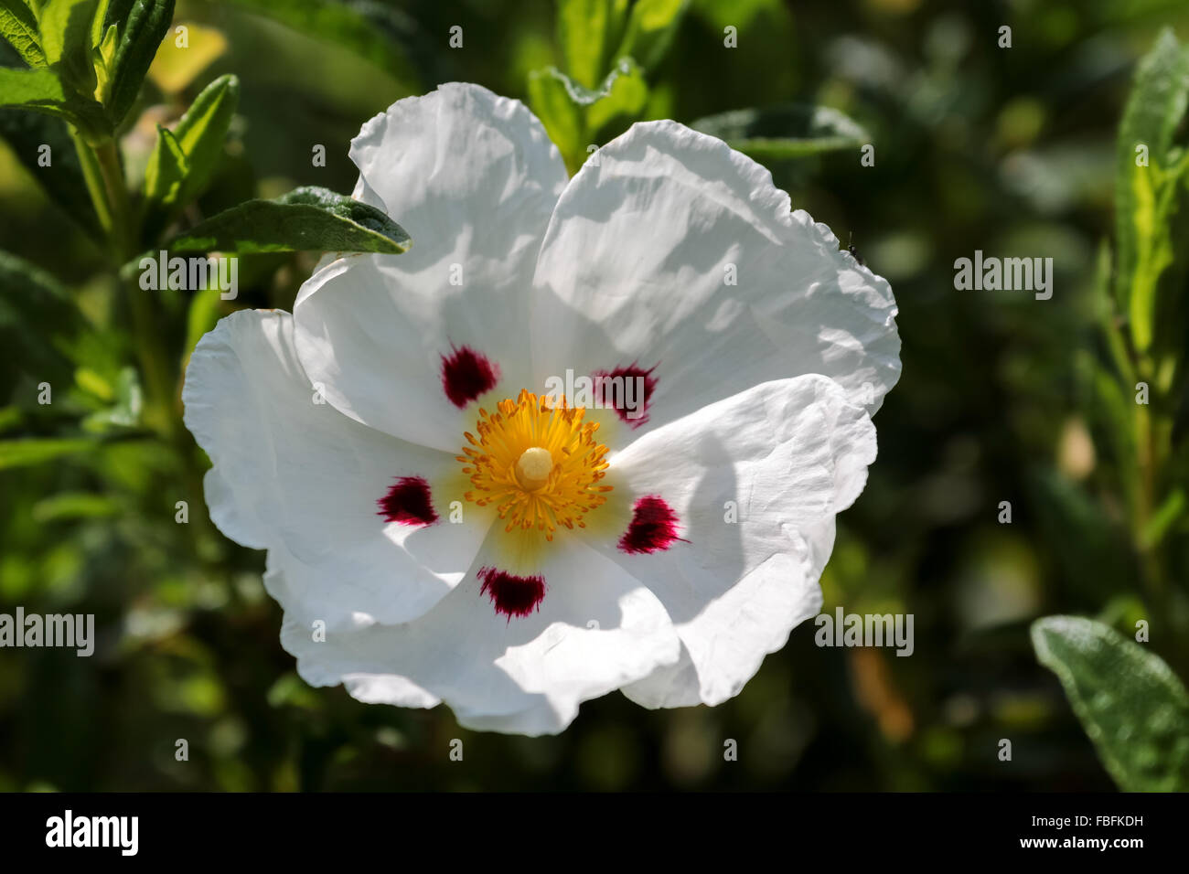 Sunlit Cistus (Lucitanica Decumbens) flowering in an English garden ...