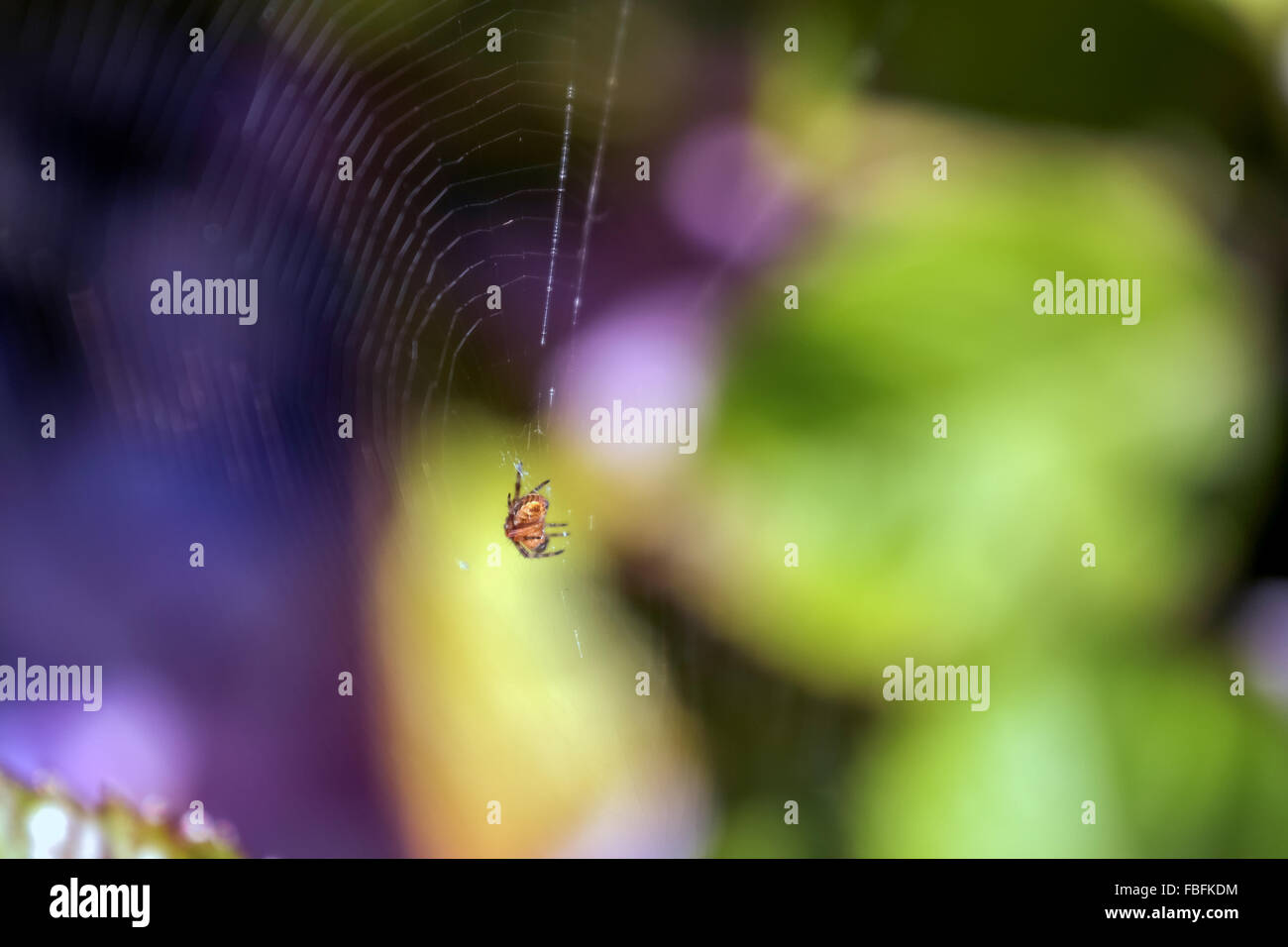 Small UK garden spider Stock Photo - Alamy