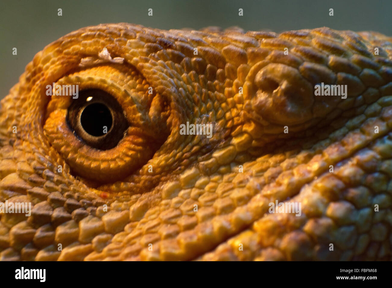 Close-up of the eye of a Bearded Dragon Stock Photo - Alamy