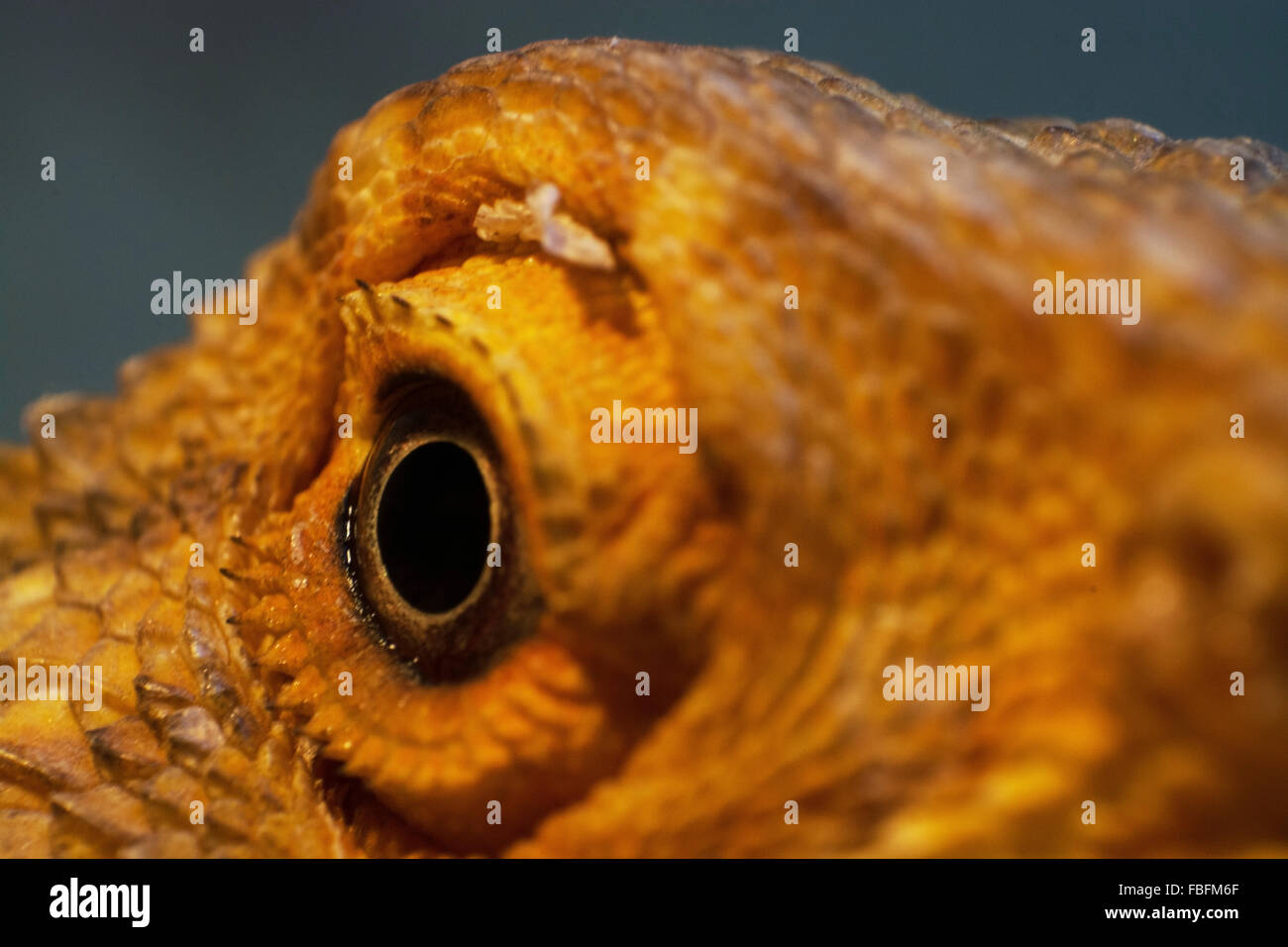 Close-up of the eye of a Bearded Dragon Stock Photo - Alamy