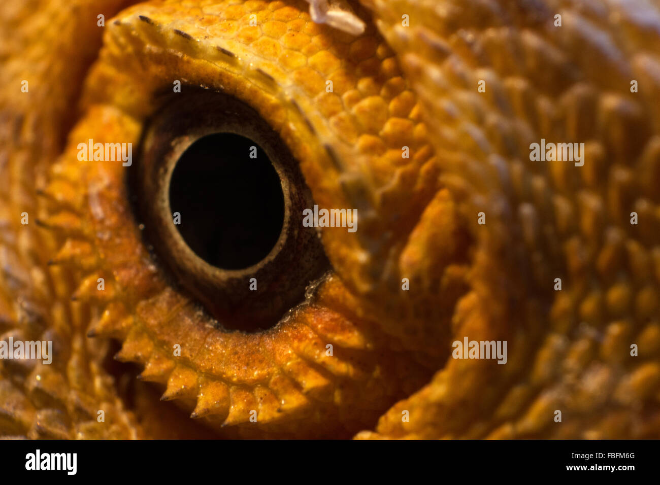 Close-up of the eye of a Bearded Dragon Stock Photo - Alamy