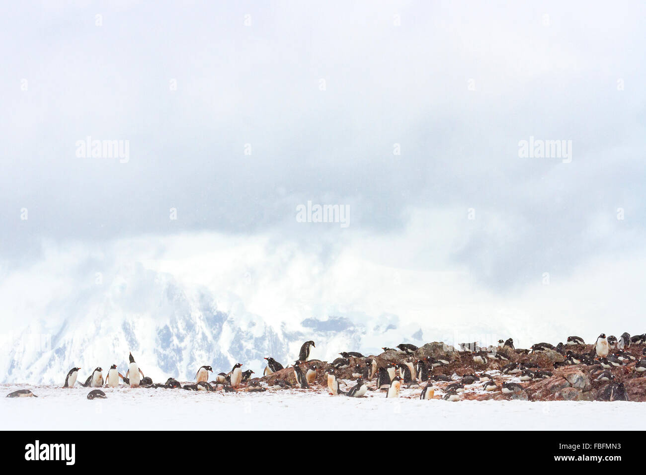 Penguin rookery hi-res stock photography and images - Alamy