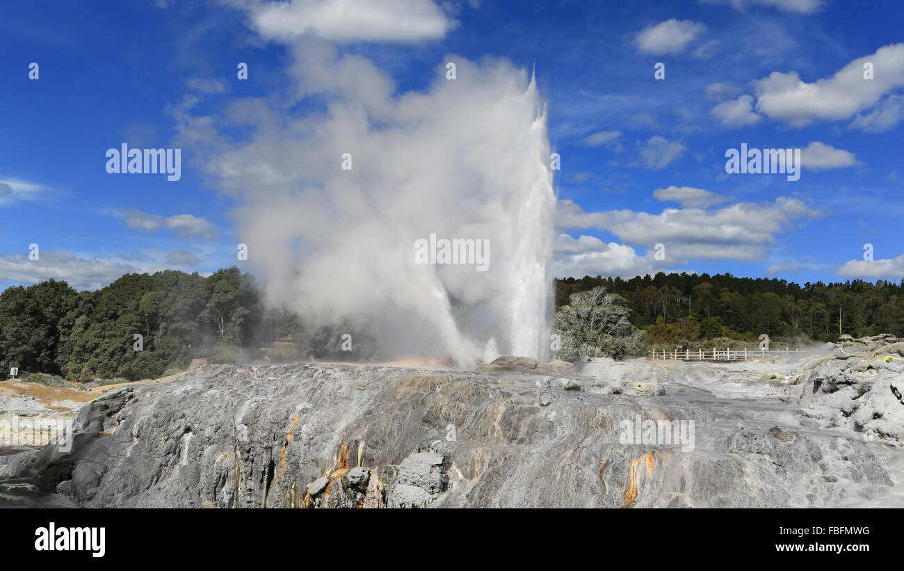 Pohutu Geyser erupting at Rotorua, Bay of Plenty, New Zealand Stock ...