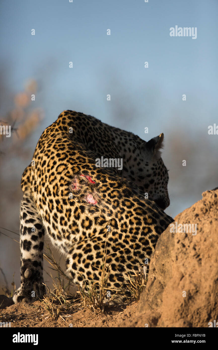 Rear view of a young male leopard with a wound on it's back Stock Photo ...