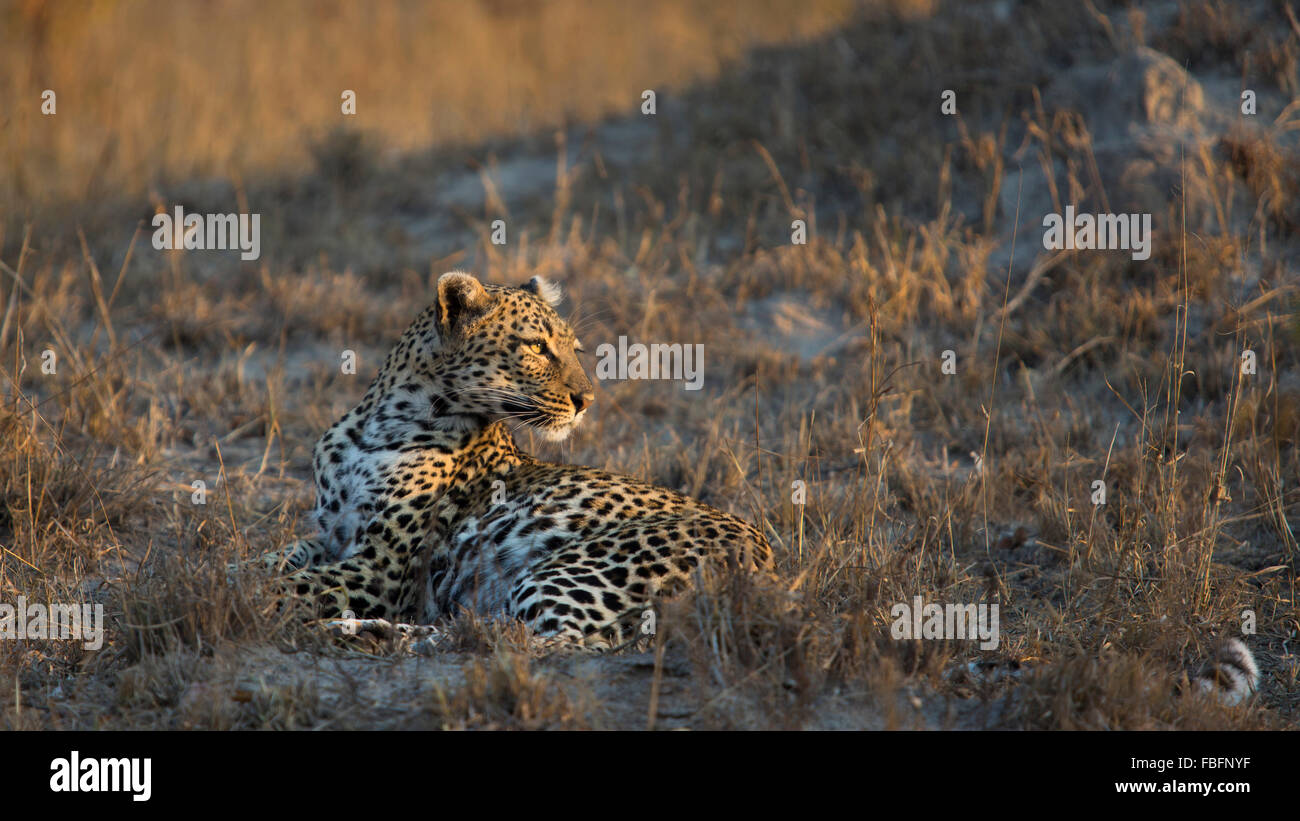 Female leopard lying in warm sunlight Stock Photo - Alamy