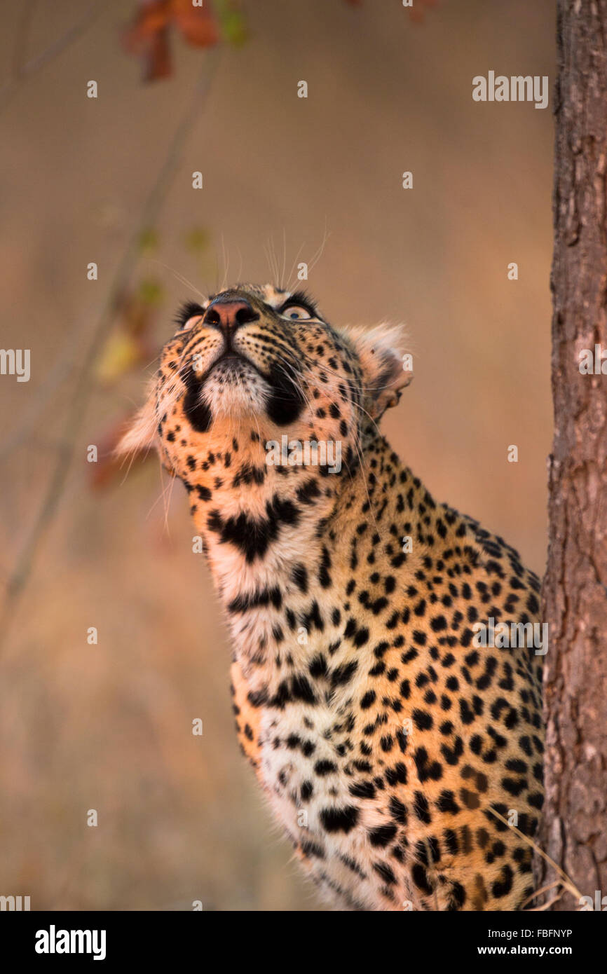 Marula tree sitting hi-res stock photography and images - Alamy