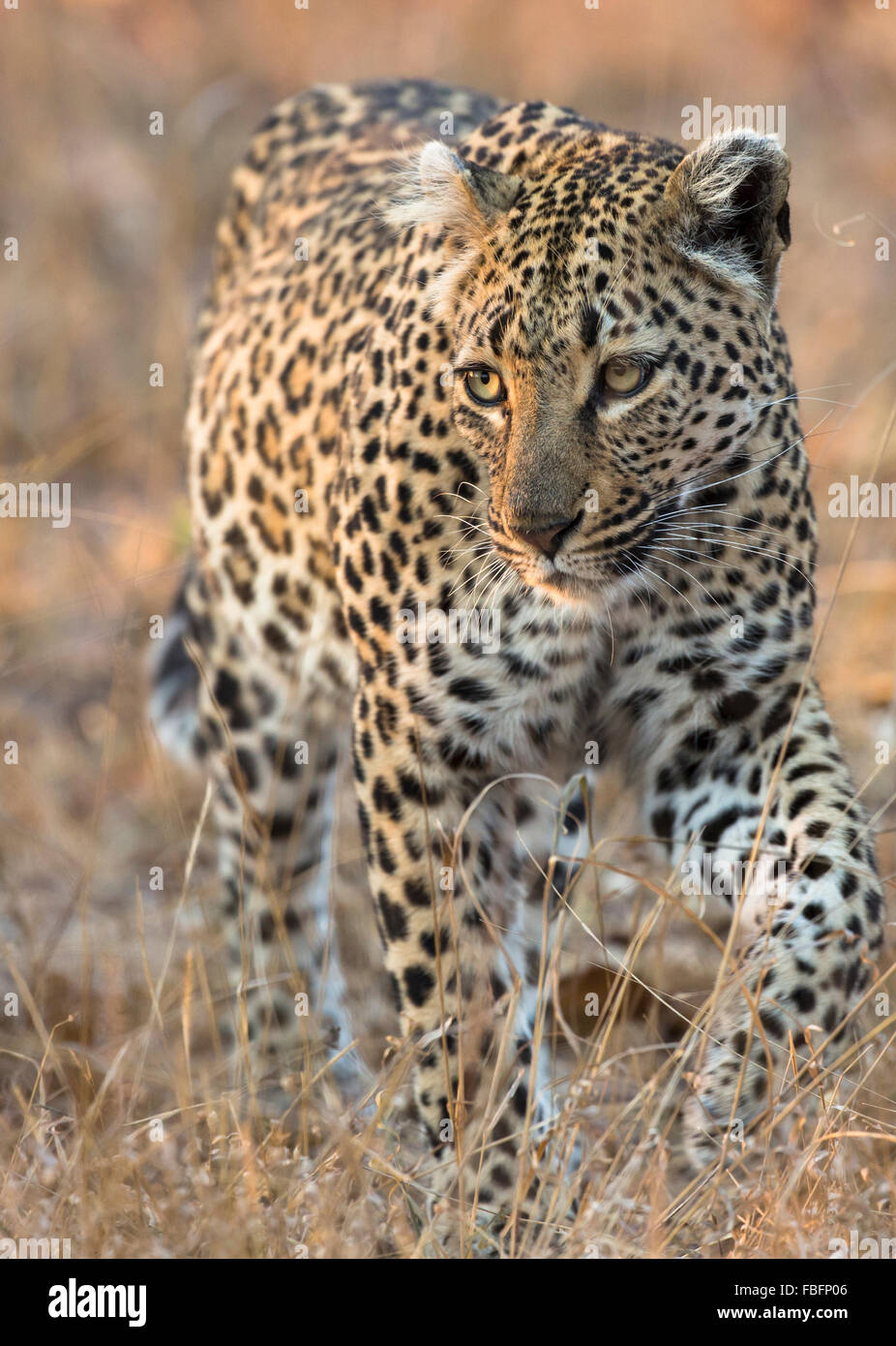 Frontal portrait of a female leopard walking Stock Photo - Alamy