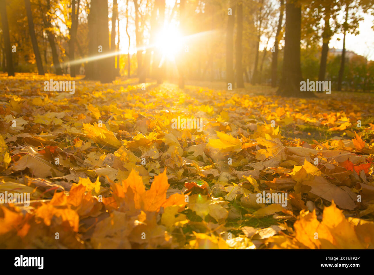 Beautiful morning in autumn forest Stock Photo - Alamy